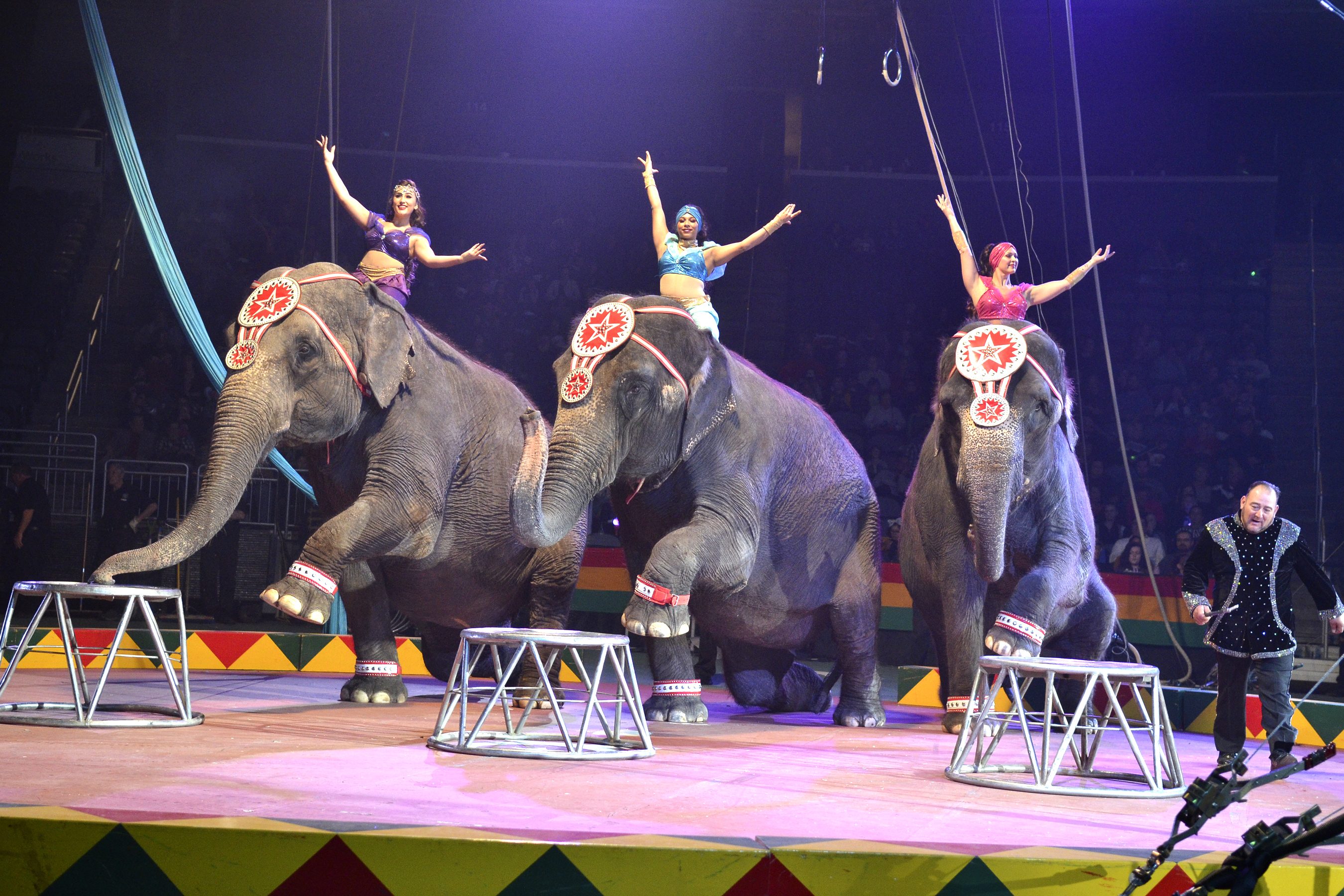 About | Hadi Shrine Circus
